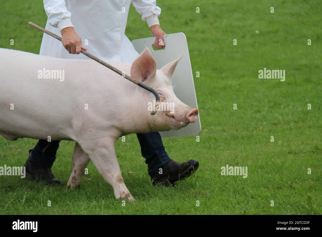 A Large Champion Farm Pig Being Lead on Display Stock Photo - Alamy