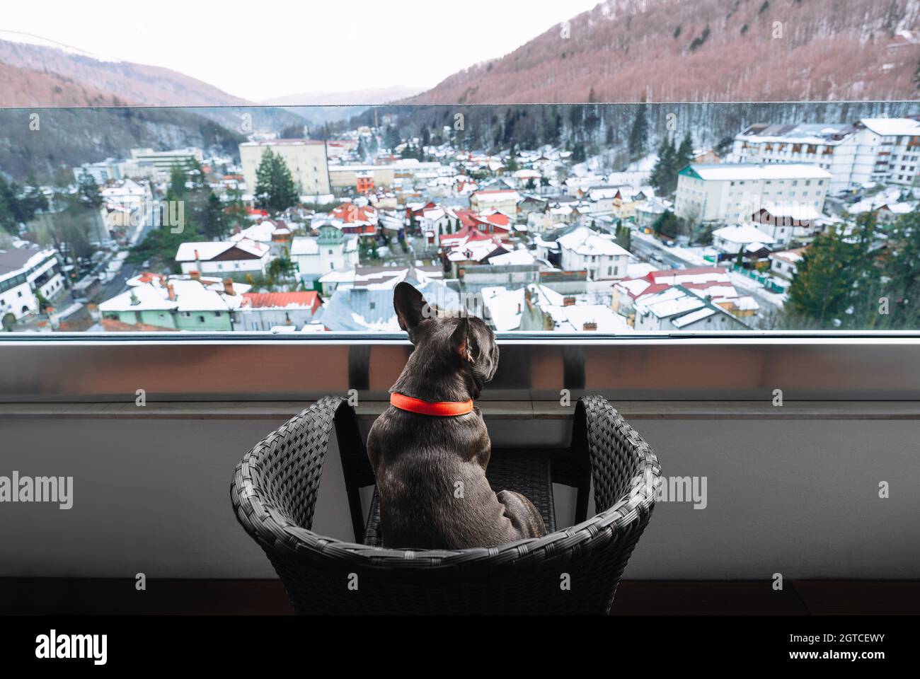Dog balcony glass hi-res stock photography and images - Alamy