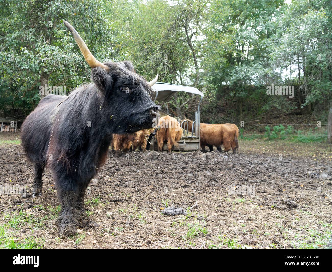 Musk ox bull with cow hi-res stock photography and images - Alamy