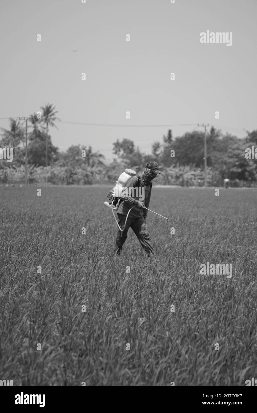A Farmer's Fight In The Fields Stock Photo - Alamy
