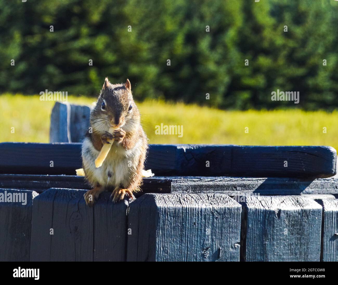 Garbage fries hi-res stock photography and images - Alamy