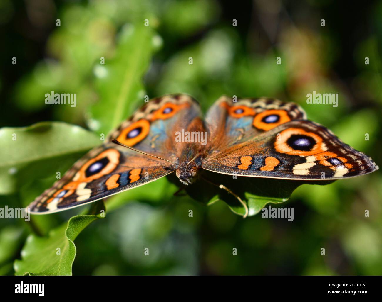 Australian butterfly bush hi-res stock photography and images - Alamy