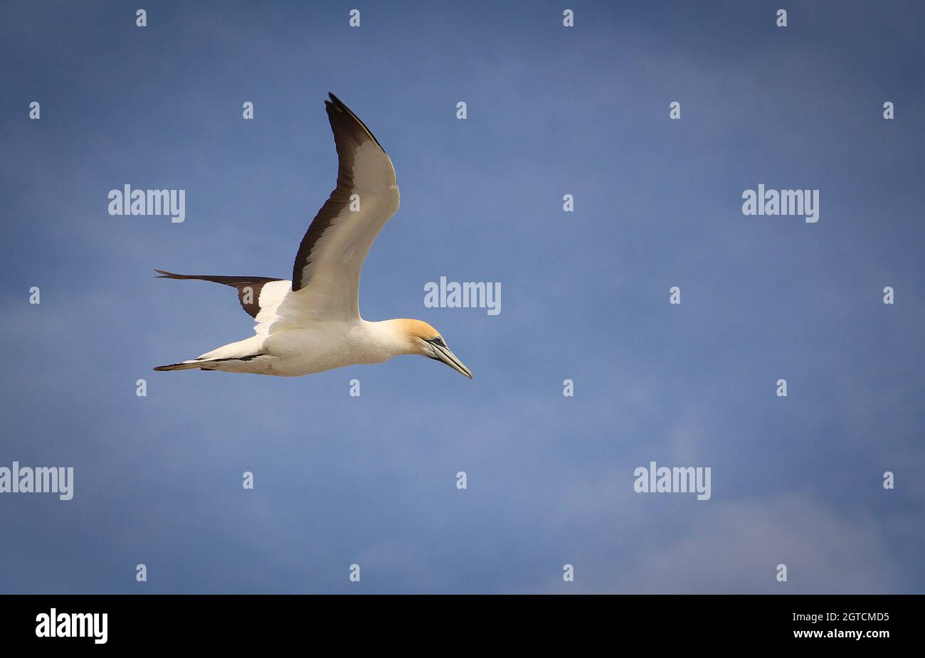 New zealand farewell spit bird hi-res stock photography and images - Alamy