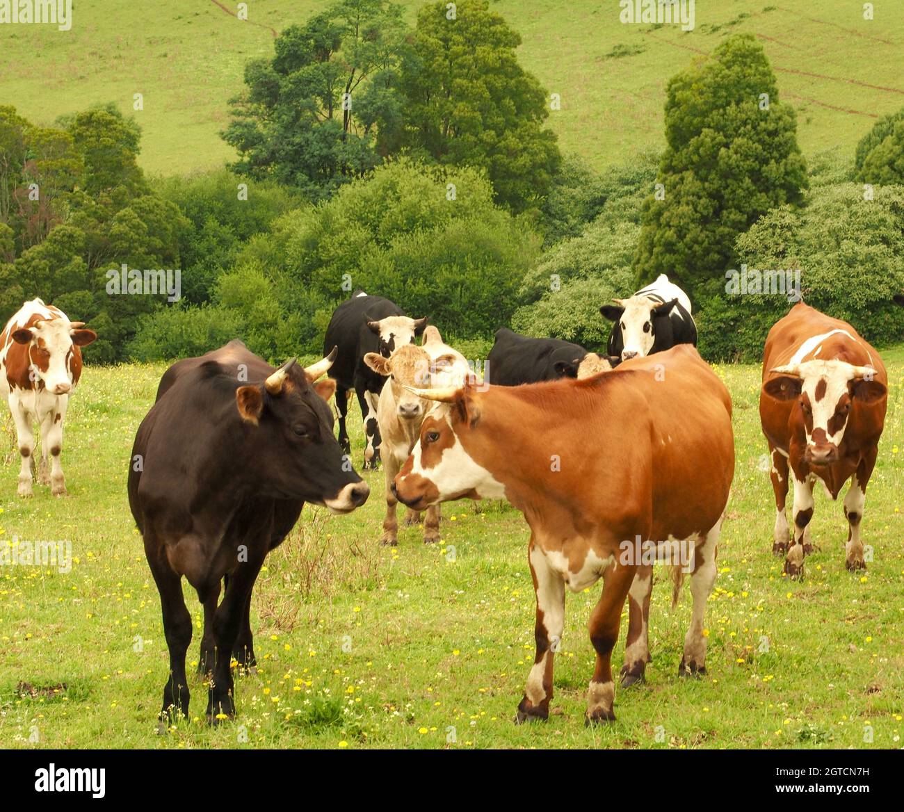 Understanding cows hi-res stock photography and images - Alamy