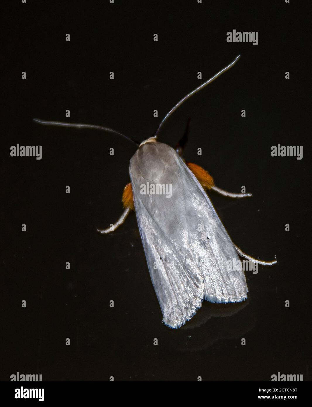 Borer moth hi-res stock photography and images - Alamy