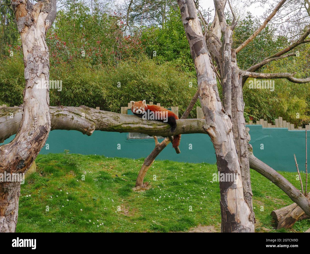 Side view red panda hi-res stock photography and images - Alamy
