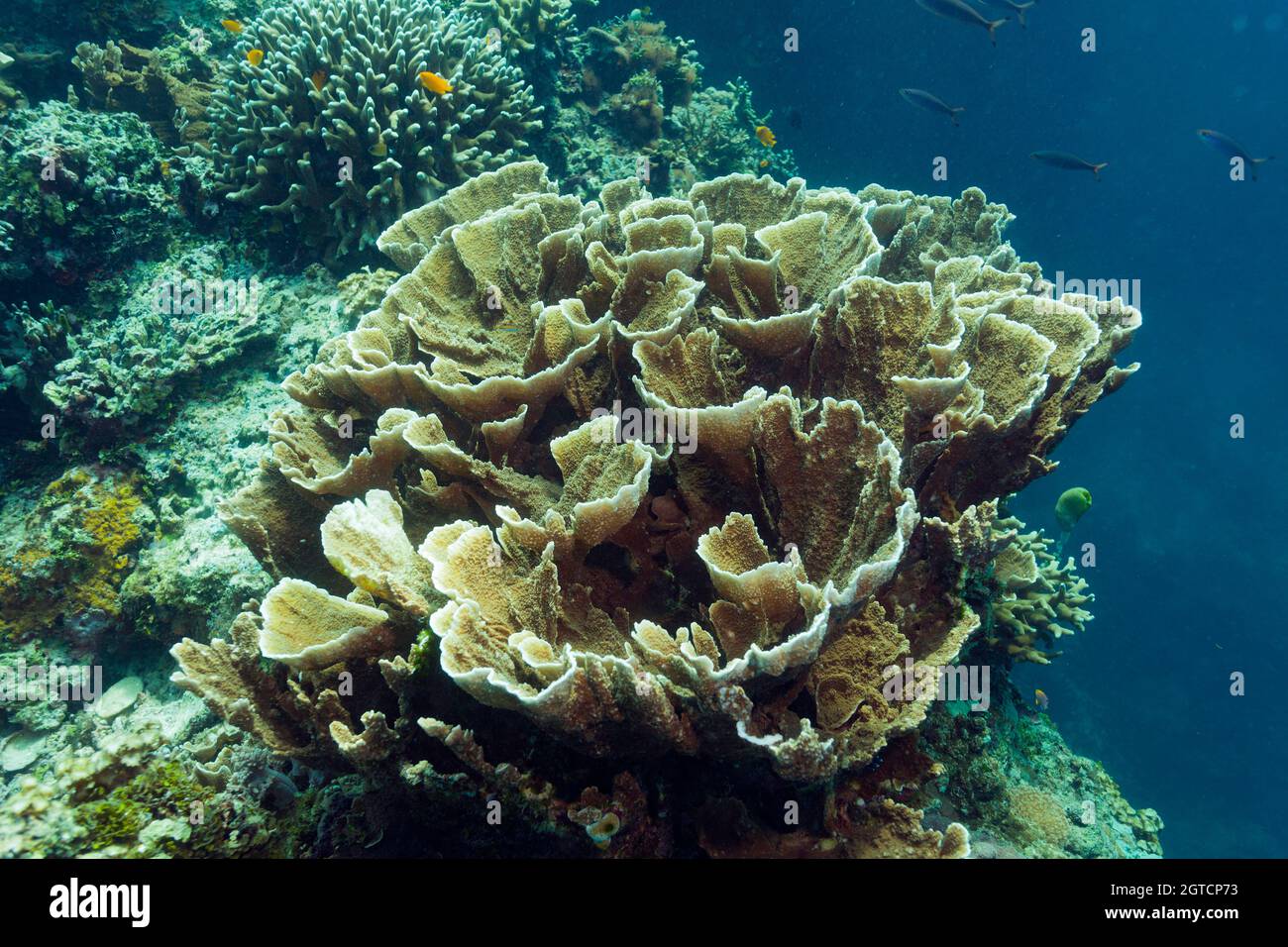 Balicasag hi-res stock photography and images - Alamy