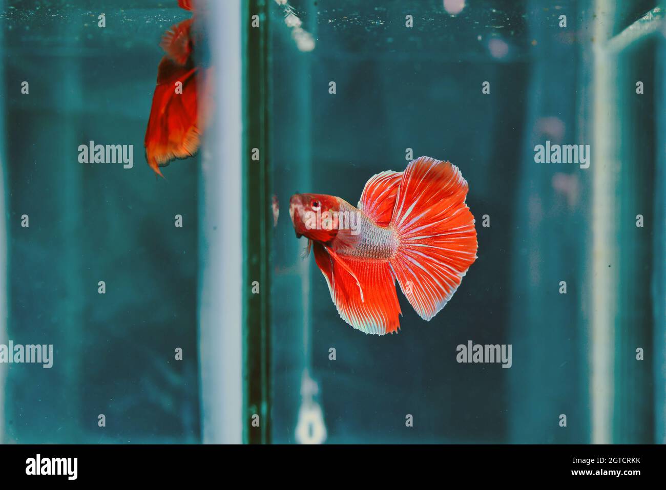 Orange red siamese fighting fish hi-res stock photography and images ...