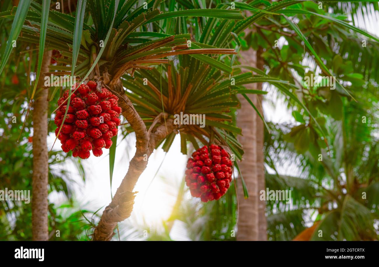 Fruit hala tree hi-res stock photography and images - Alamy