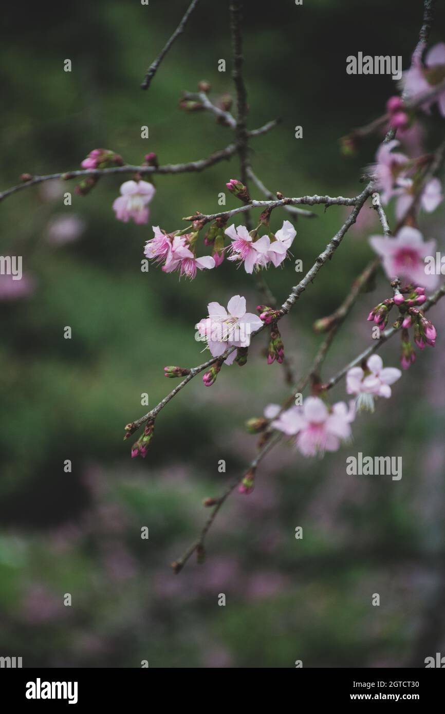 Cherry tree kerala hi-res stock photography and images - Alamy