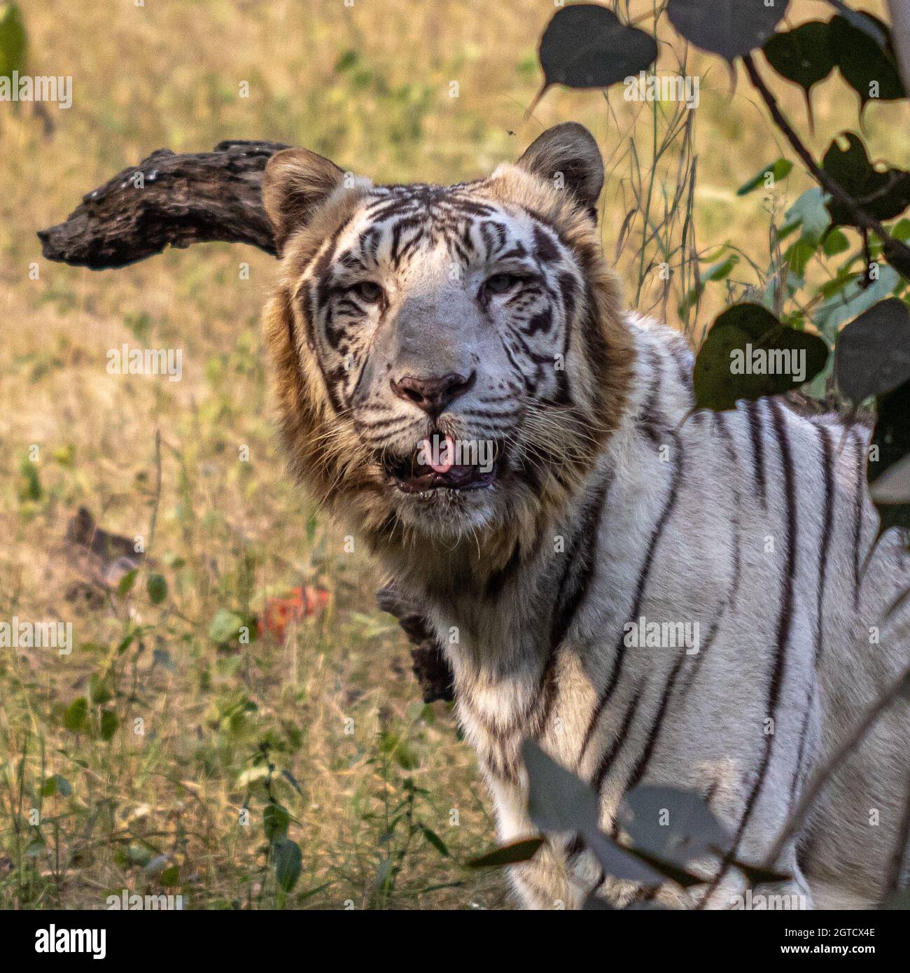 Teasing animals hi-res stock photography and images - Alamy
