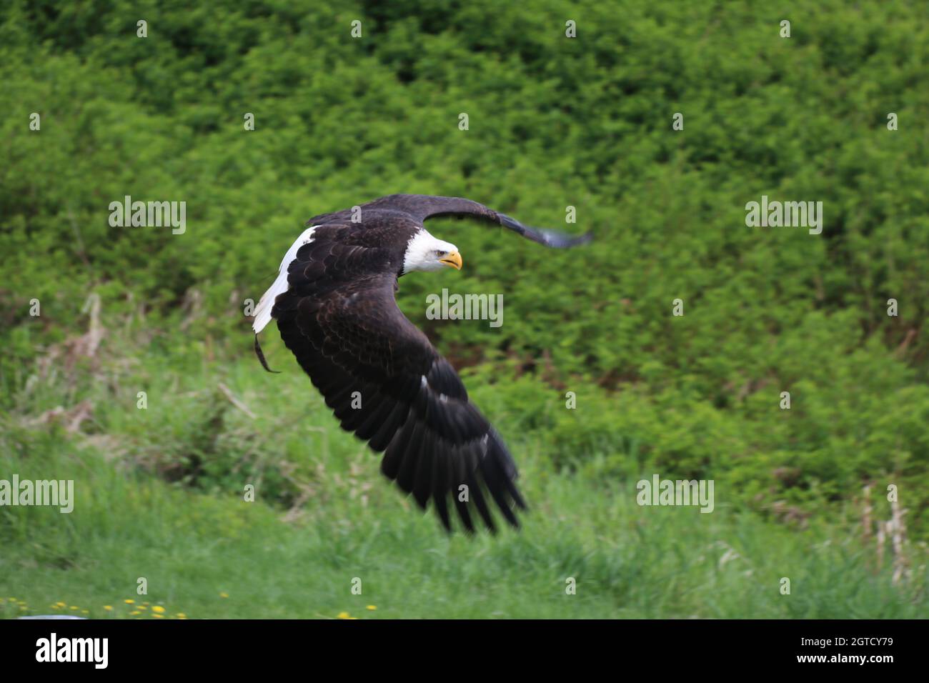 Spread eagle hill hi-res stock photography and images - Alamy