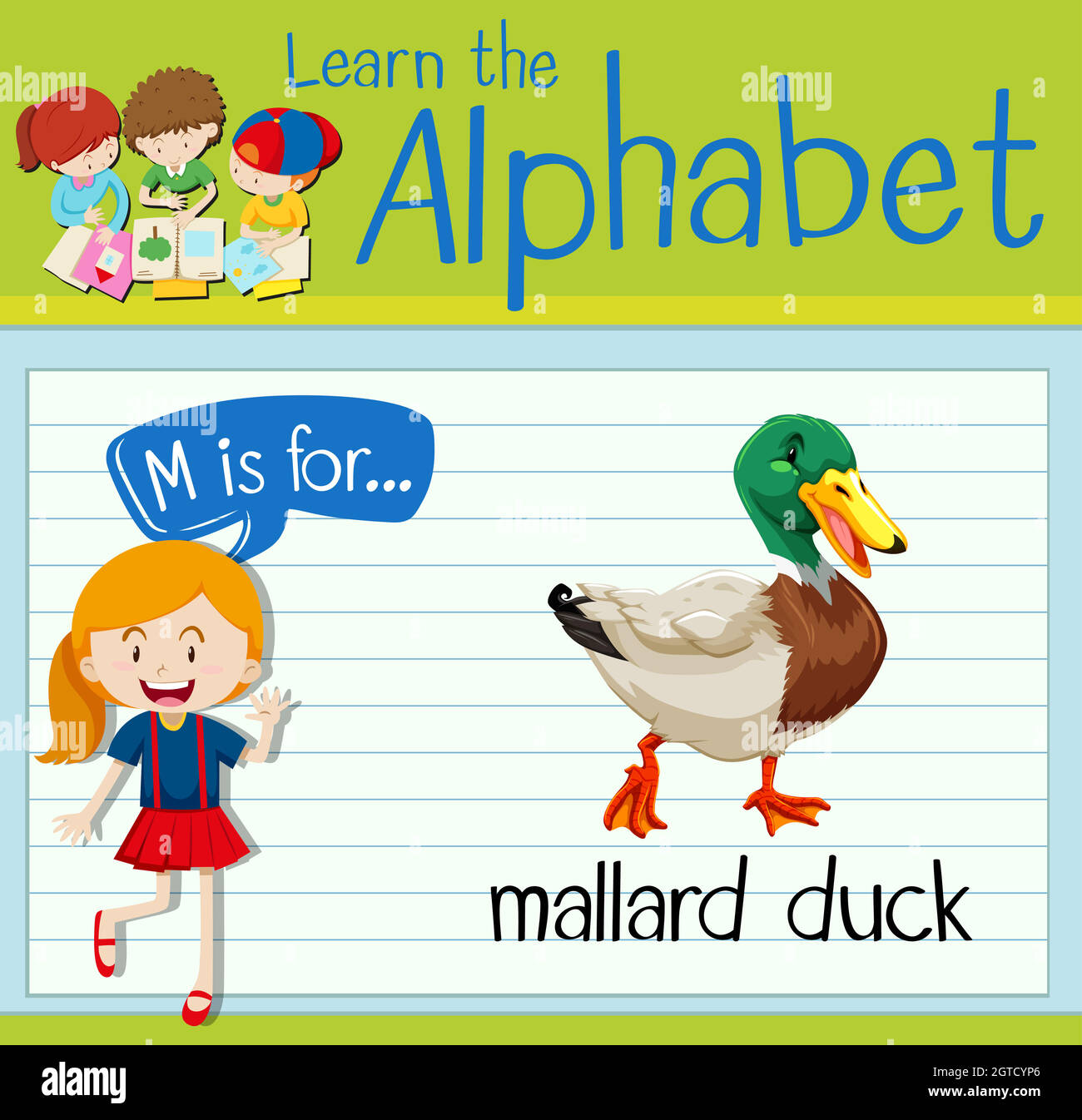 Flashcard letter M is for mallard duck Stock Vector Image & Art - Alamy
