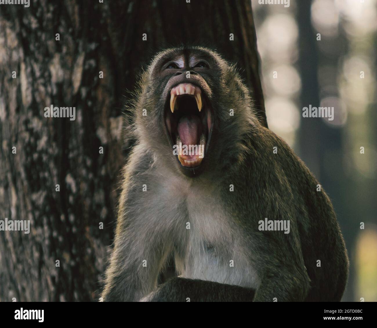 Baboon roaring hi-res stock photography and images - Alamy