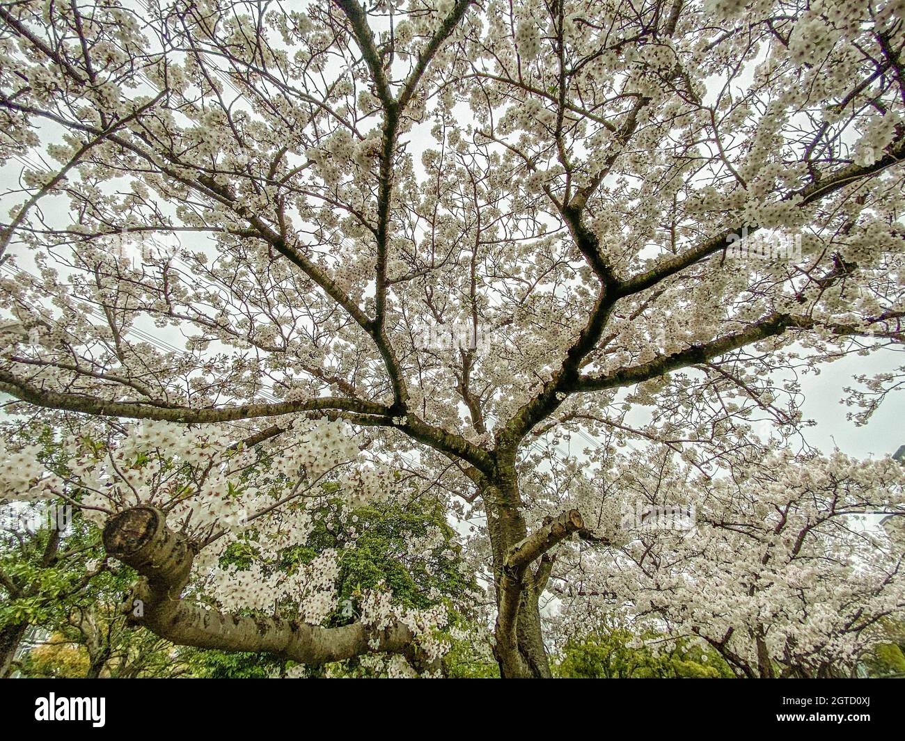 Landscape of spring Cherry Blossoms in Japan Stock Photo - Alamy