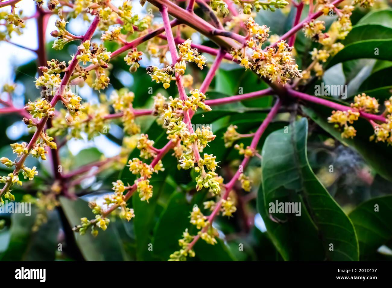 Mango tree in bloom mango hi-res stock photography and images - Alamy