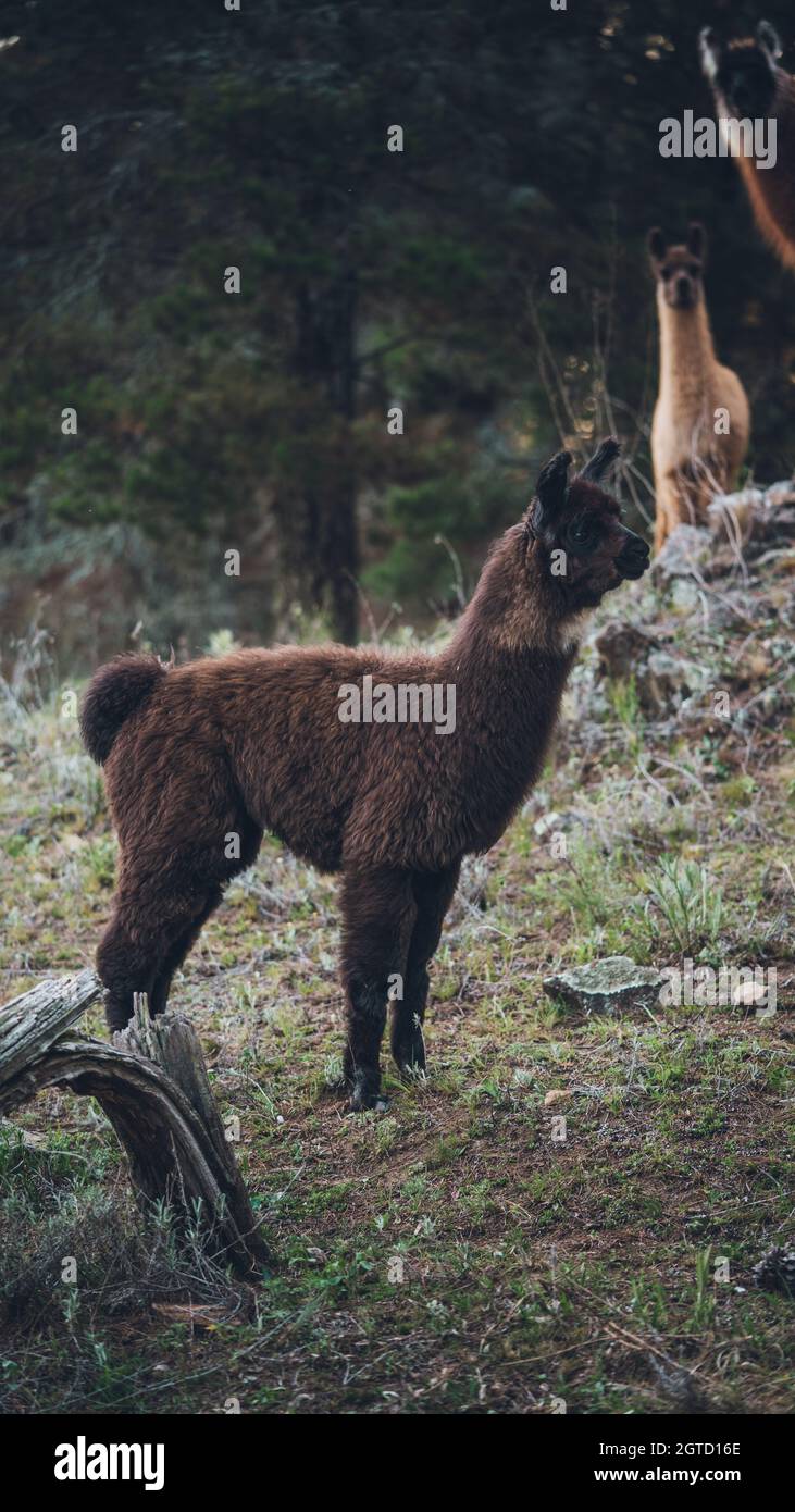 Pampas argentina guanaco hi-res stock photography and images - Alamy