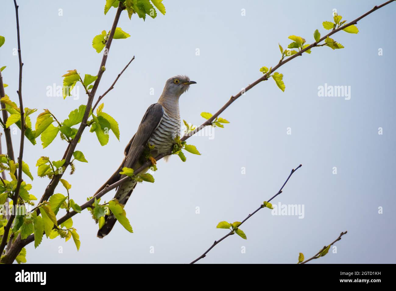 Wildlife scene with beautiful grey common cuckoo on tree branch on blue ...