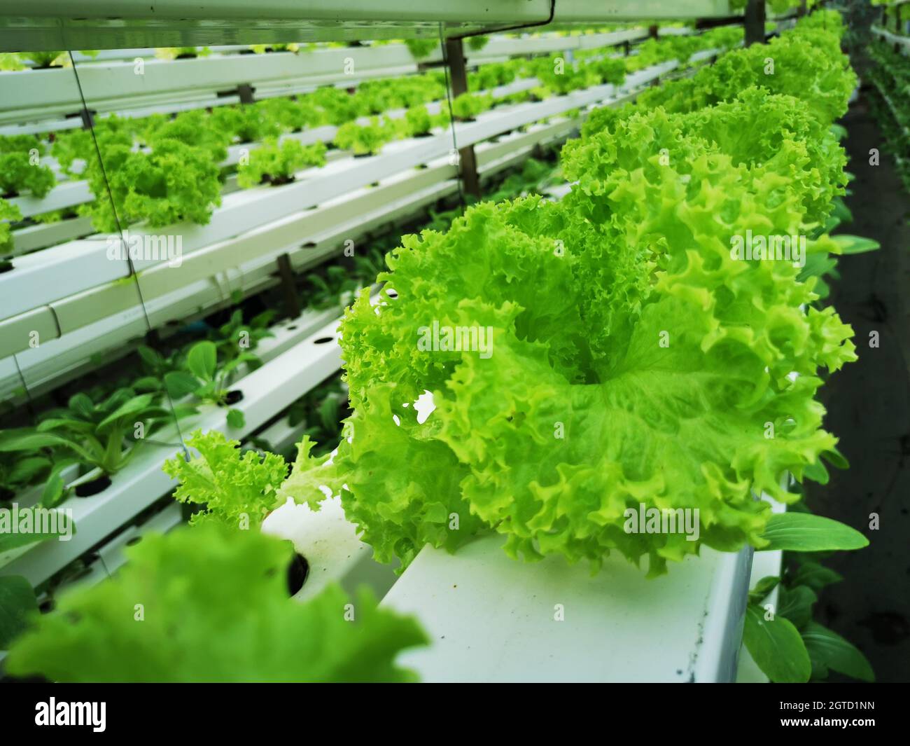 Hydroponics farming system hi-res stock photography and images - Alamy