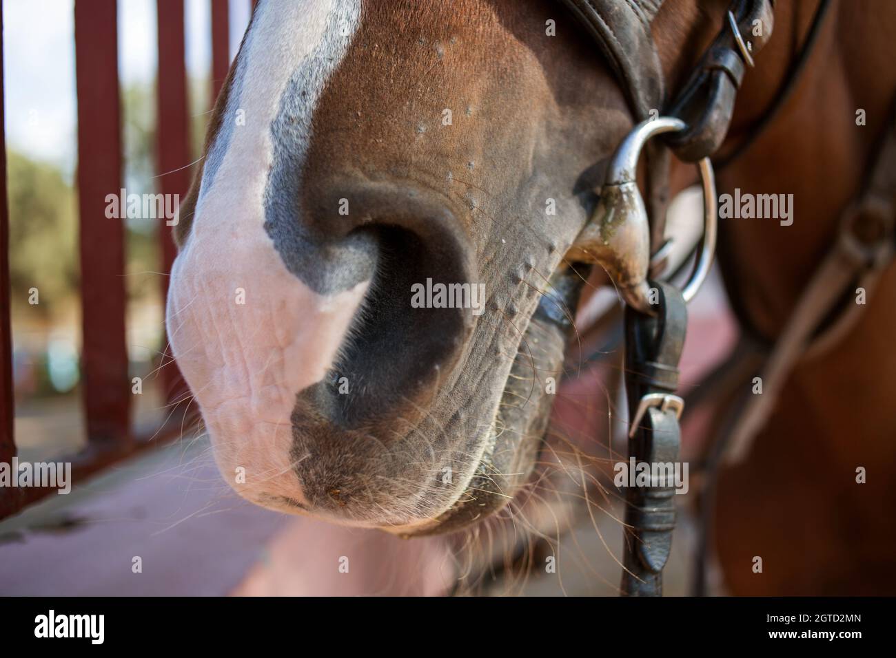 Horse Nose Close Up High Resolution Stock Photography and Images - Alamy
