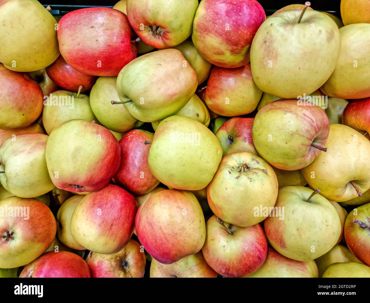 Group of part green part red delicious ripe apples in a crate, table ...