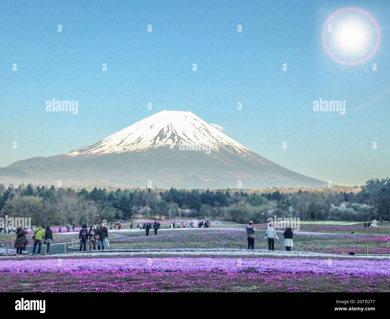 Spring Landscape of colorful Shibazakura flower fields with Mount Fuji ...