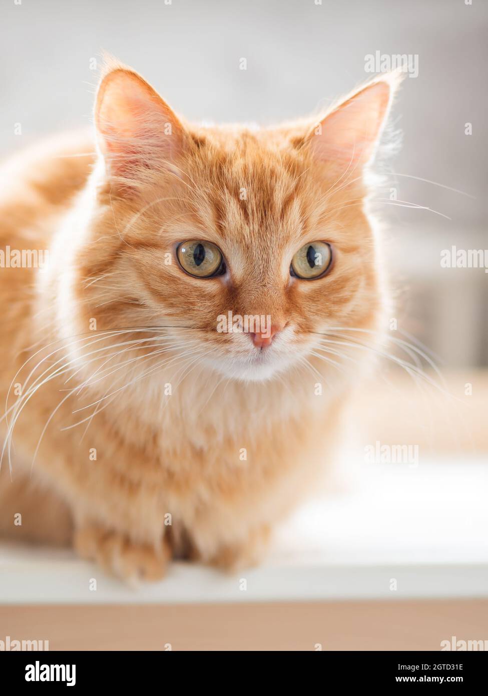 Attention cat hi-res stock photography and images - Alamy