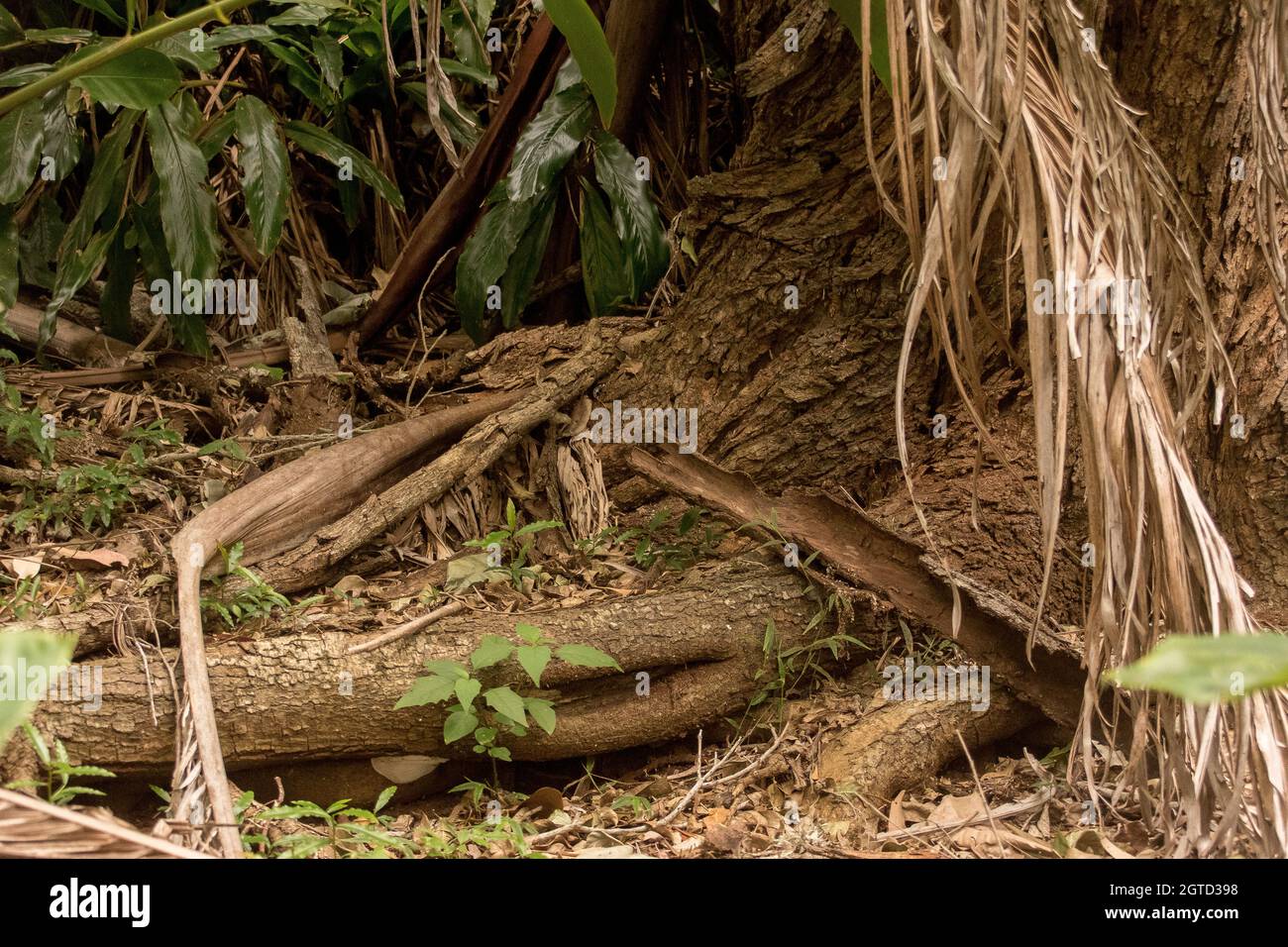Forest floor of subtropical rainforest on Tamborine Mountain, Australia ...