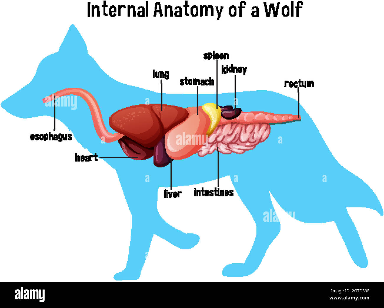 Internal Anatomy of a Wolf Stock Vector Image & Art - Alamy Internal Anatomy of a Wolf Stock Vector Image & Art - Alamy