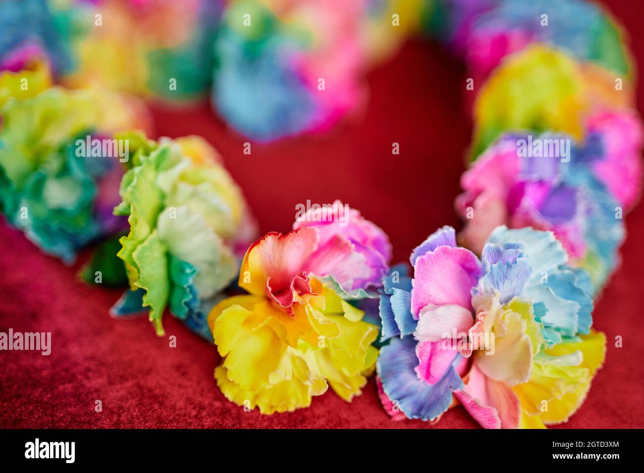 Beautiful bunch of fresh rainbow colored spring carnations on a red ...