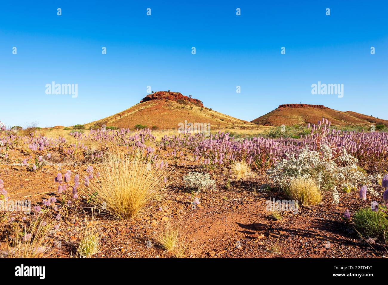 Mulla mulla western australia hi-res stock photography and images - Alamy