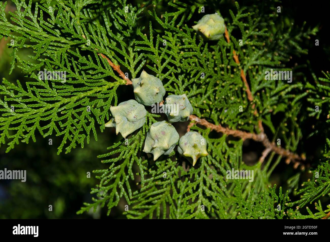 Cypress fruit hi-res stock photography and images - Alamy
