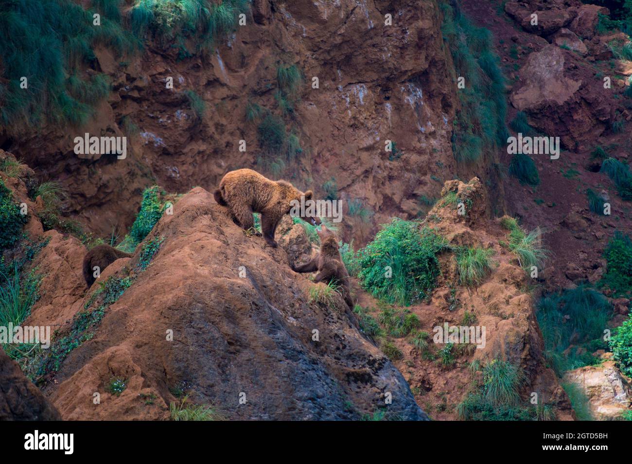 Wolverines in the wild hi-res stock photography and images - Alamy