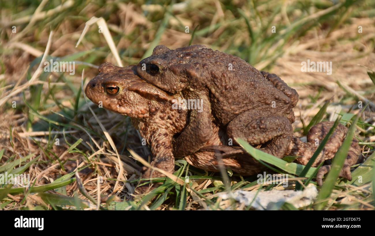 Northern toads hi-res stock photography and images - Alamy