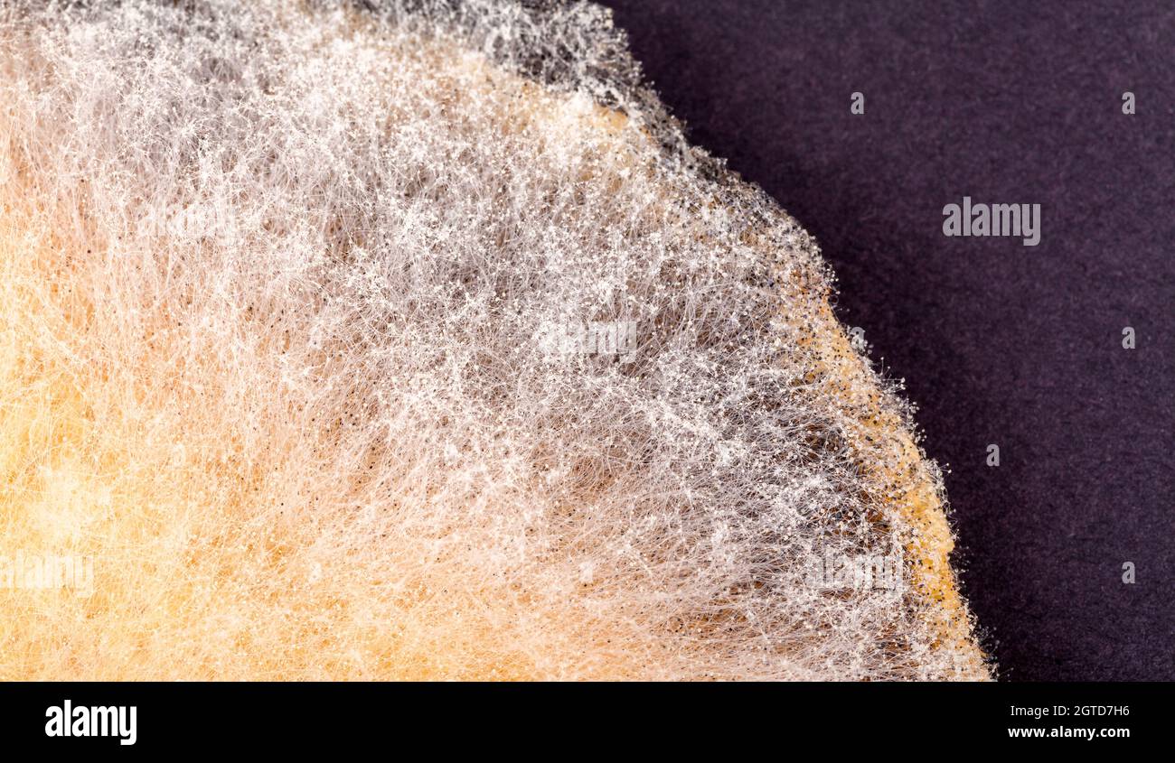 Moldy pancake surface, growing mold on food, common mould spores ...