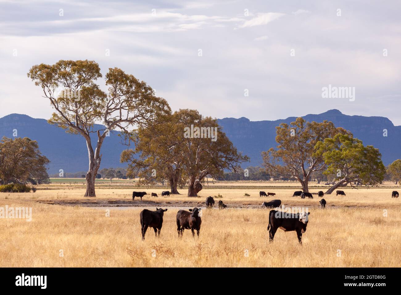 Australian cows outback hi-res stock photography and images - Alamy