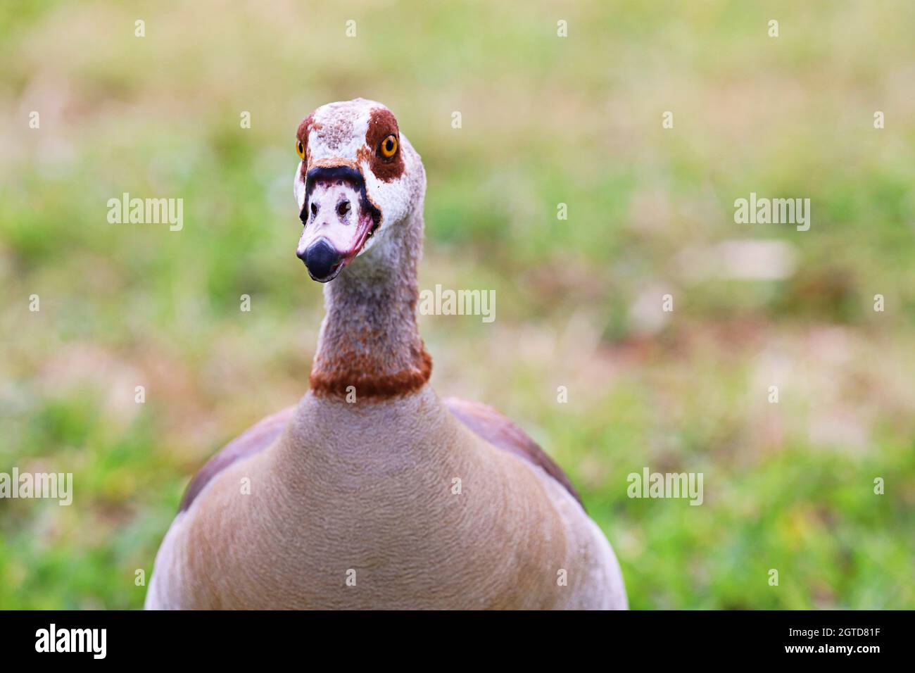 Goose pose hi-res stock photography and images - Alamy