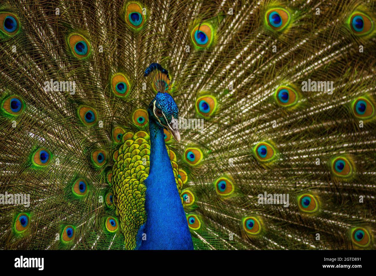 Preening Peacock High Resolution Stock Photography and Images - Alamy
