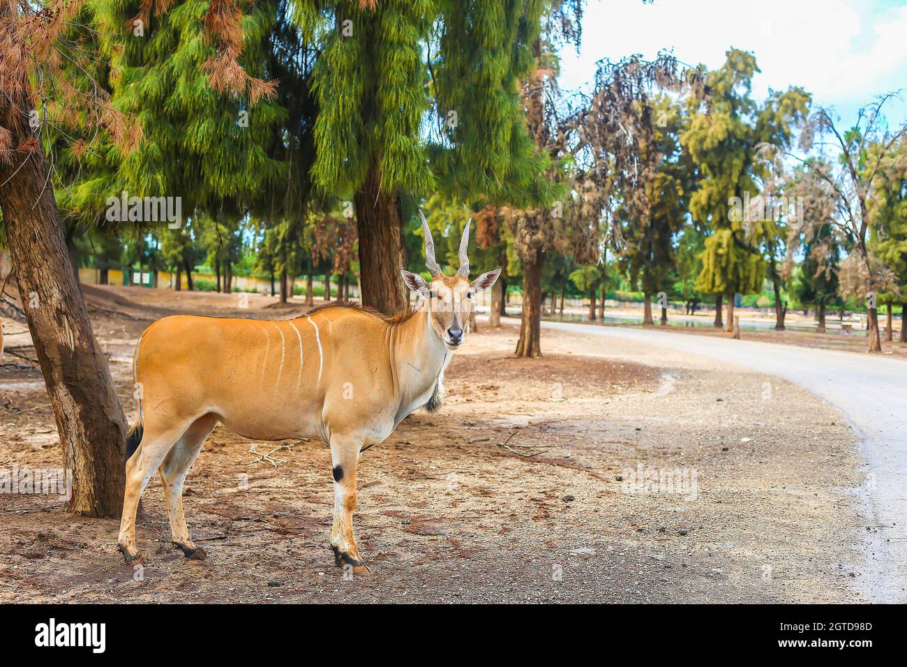 African forest antelope hi-res stock photography and images - Alamy