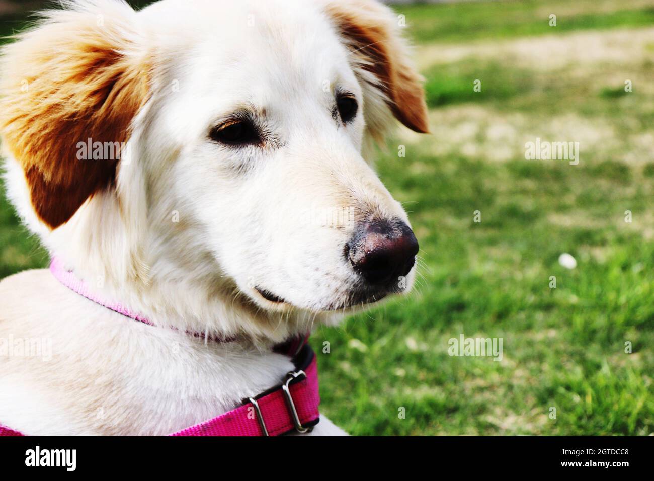 Golden retriever portraits hi-res stock photography and images - Alamy