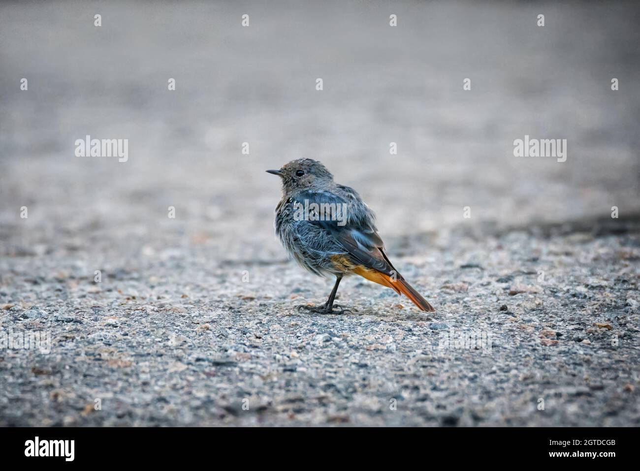 Close-up of a small bird, a young redstart on grey background Stock ...