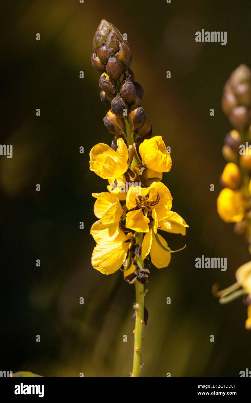 Popcorn senna hi-res stock photography and images - Alamy