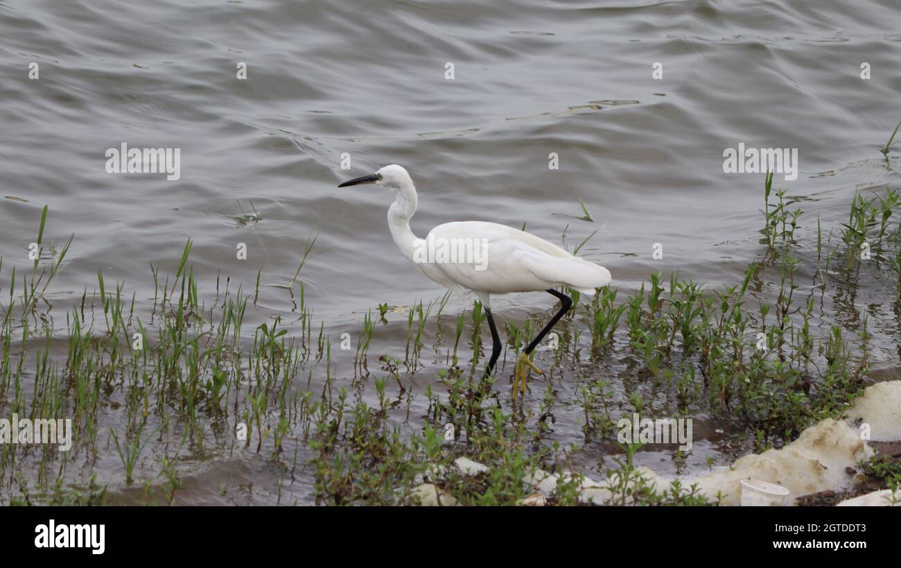 The beautiful water waves flowing in the lake in which one of the white ...
