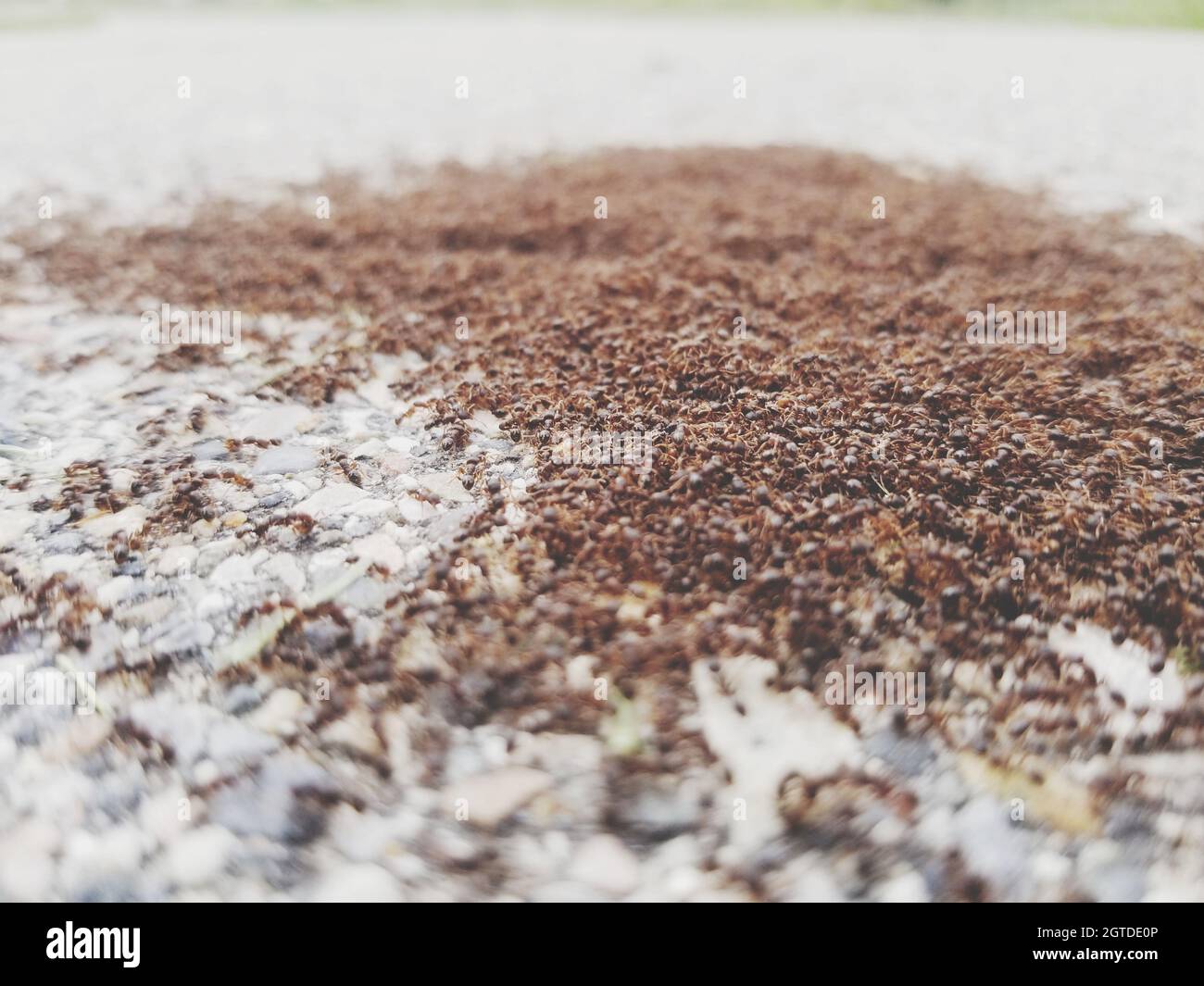 Group of ants on ground hi-res stock photography and images - Alamy