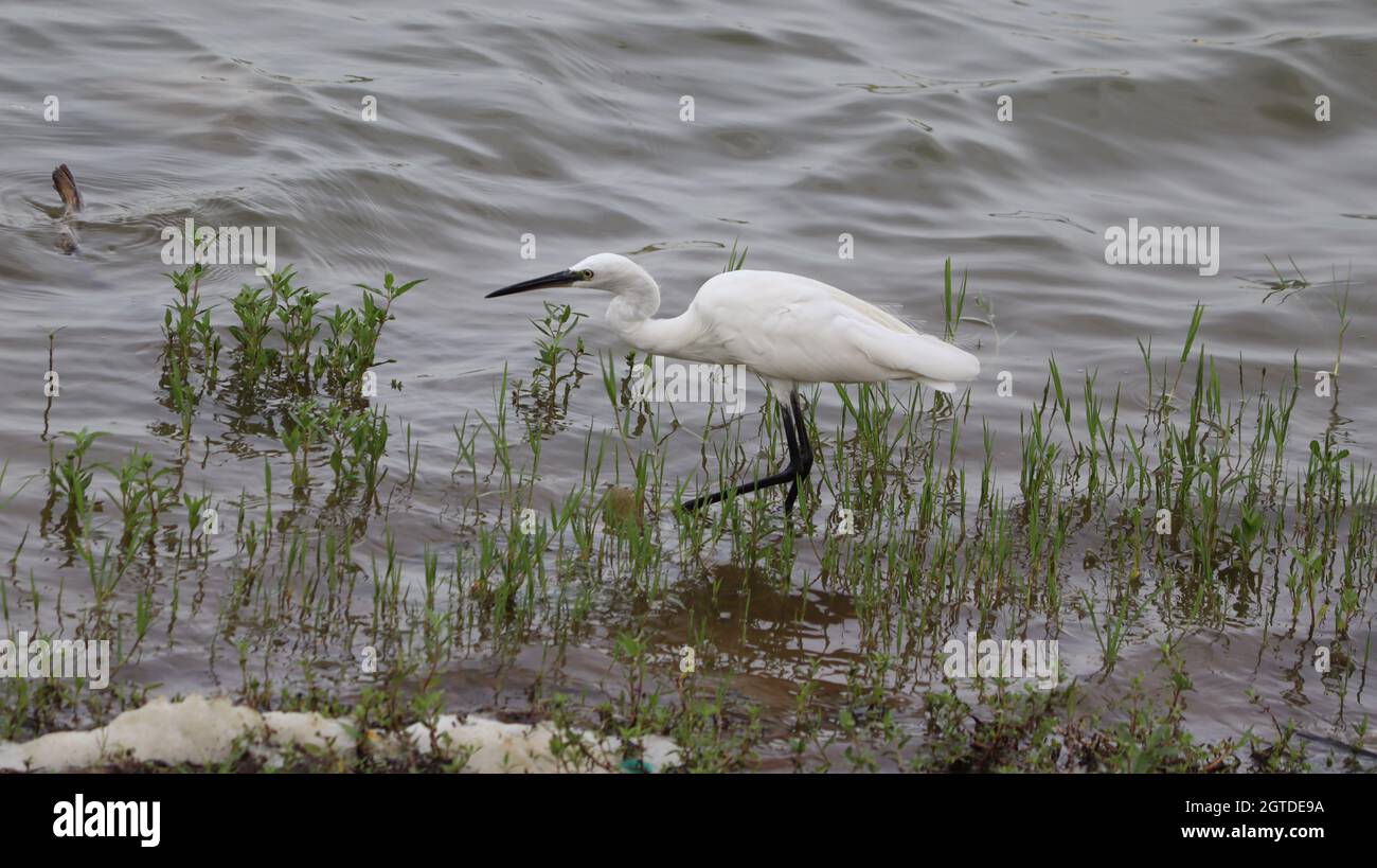 The beautiful water waves flowing in the lake in which one of the white ...