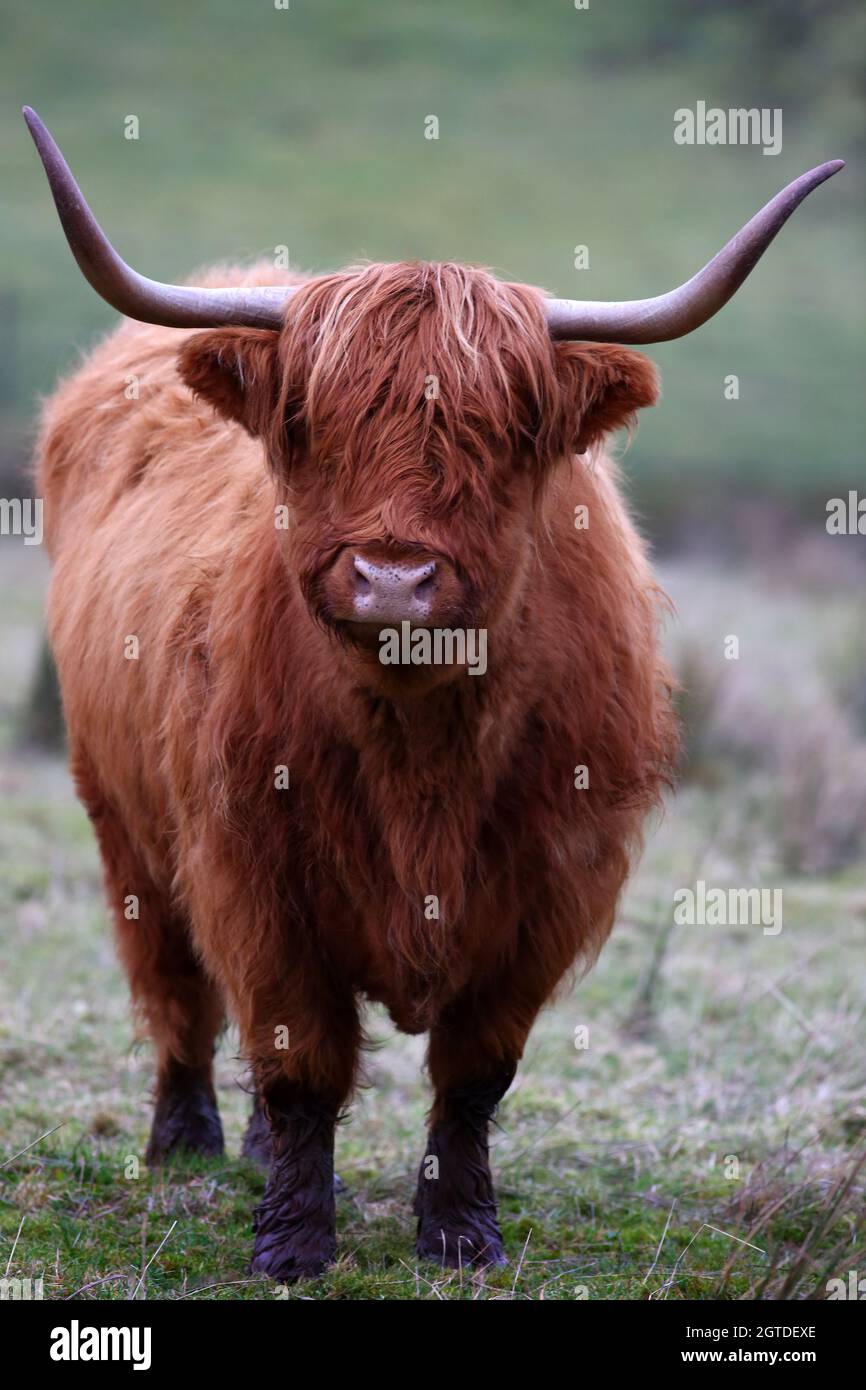 Hairy cow aberdeen angus hi-res stock photography and images - Alamy