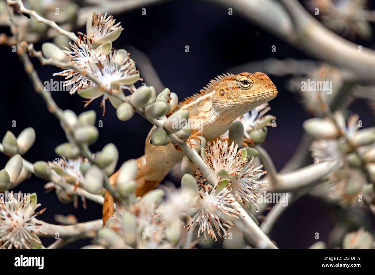 Types of reptiles hi-res stock photography and images - Alamy