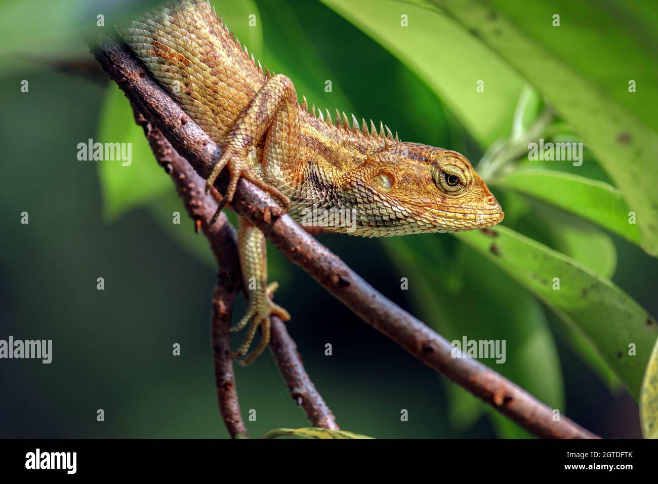 Types of reptiles hi-res stock photography and images - Alamy