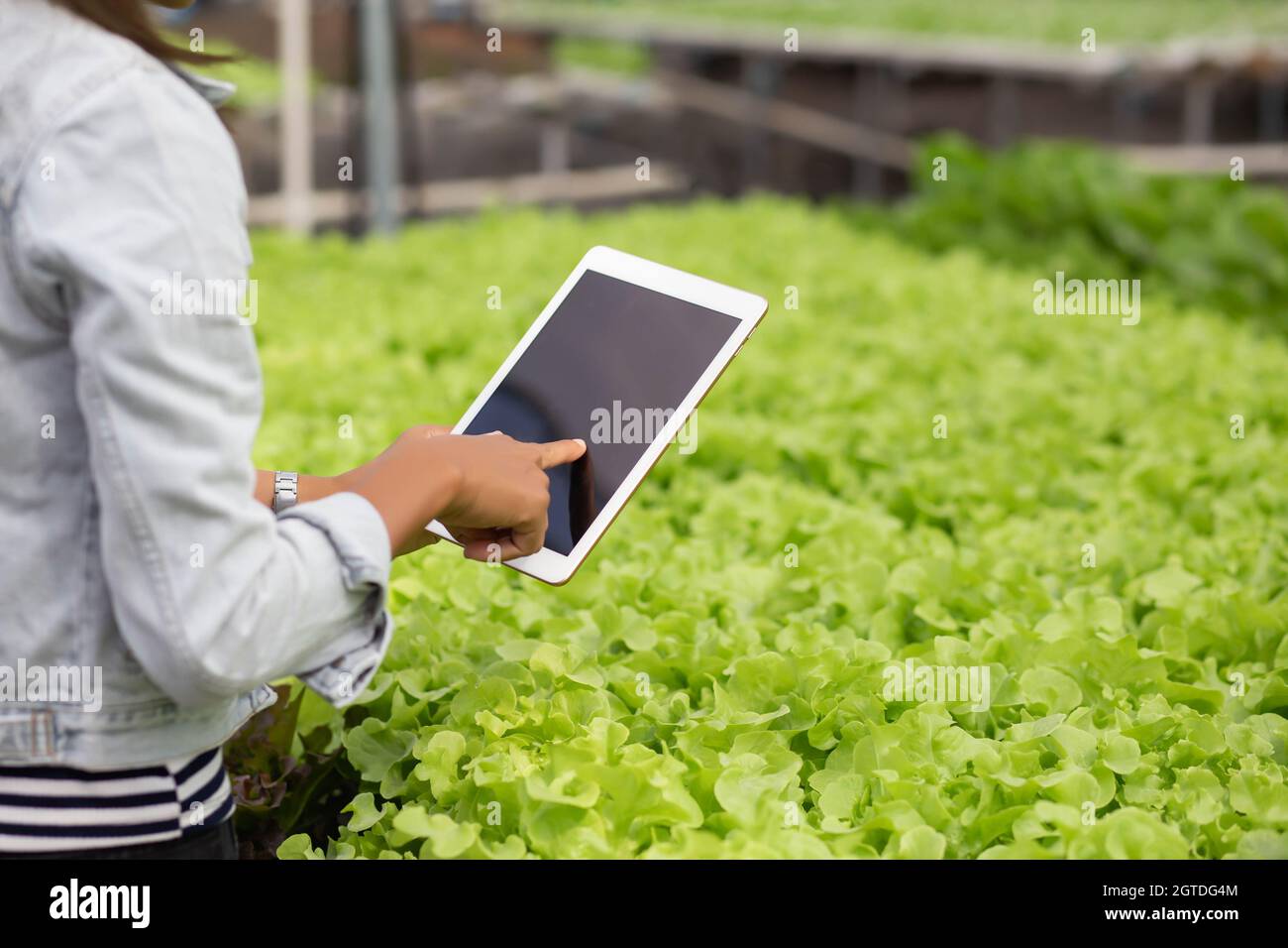 Vegetable Inspection High Resolution Stock Photography and Images - Alamy