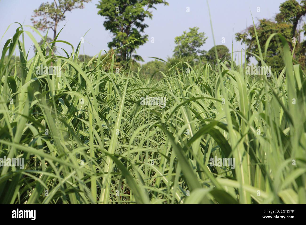 Sugarcane plantations hi-res stock photography and images - Alamy